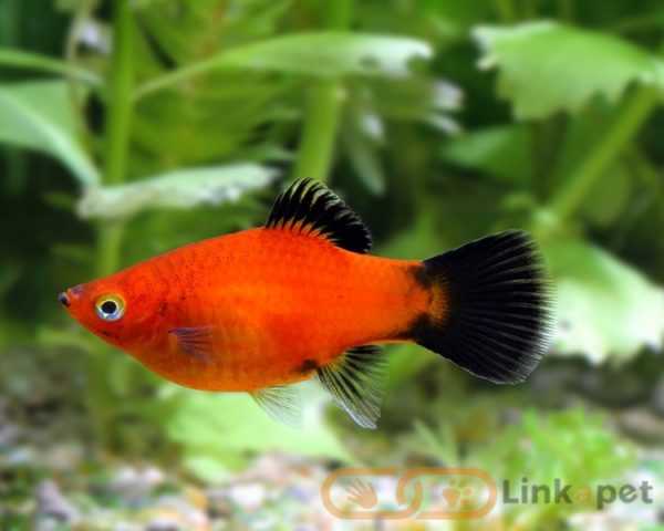 Xiphophorus Maculatus (Platika) – Crvena