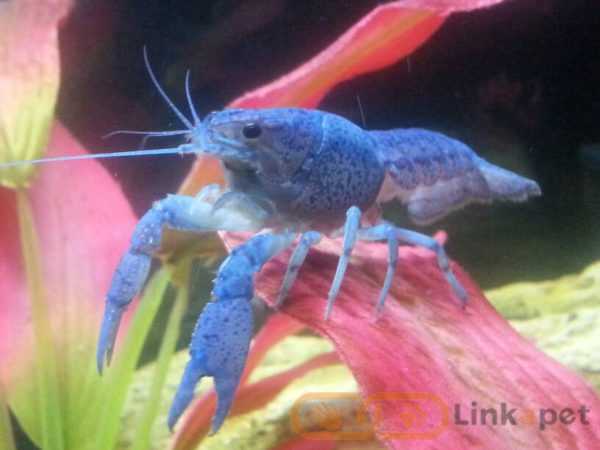 Procambarus Alleni (Plavi rak)