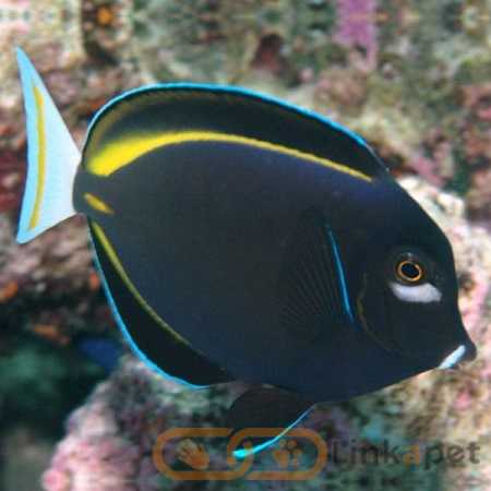 Acanthurus Nigricans – Whitecheek Tang