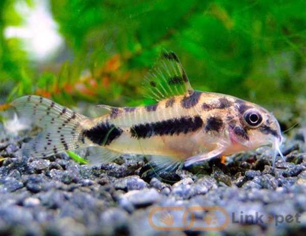 Corydoras Habrosus