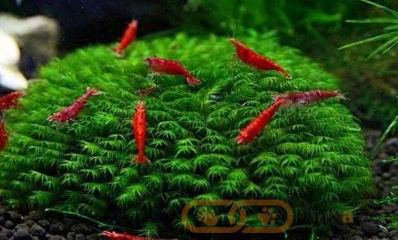 https://www.akvarijumart.com/product/neocardina-davidi-var-red-cherry/