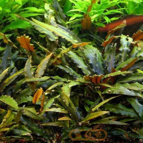 Cryptocoryne Wendtii ”Brown”