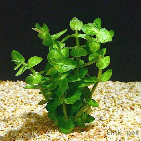 Bacopa Lanigera