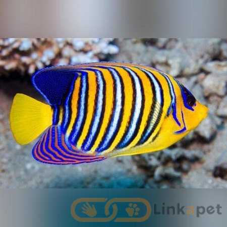 Regal Angelfish – Pygoplites Diacanthus RED SEA