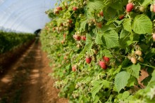 Potreban biznis partner za proizvodnju maline u poljskoj