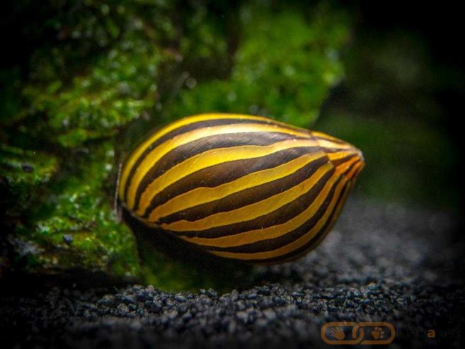 Neritina natalensis sp. Zebra