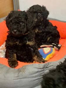 Toy Pudle Black & Tan Pedigree
