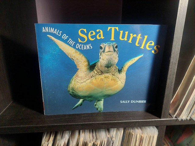 Sea turtles Sally Dunbier