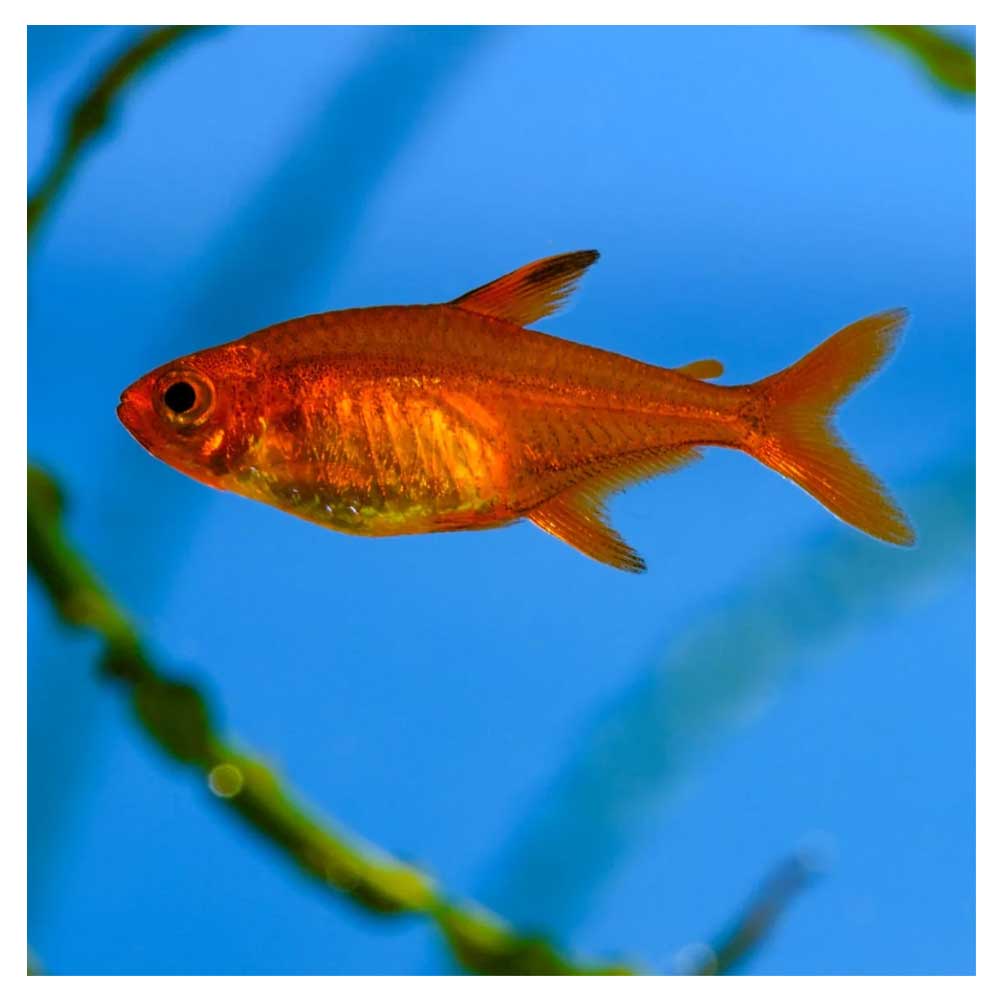 Hyphessobrycon amandae - Ember tetra
