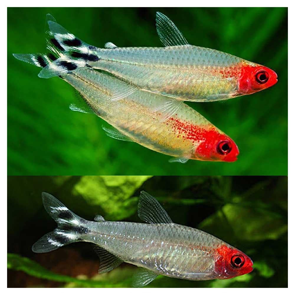 Hemigrammus bleheri - Rodostomus
