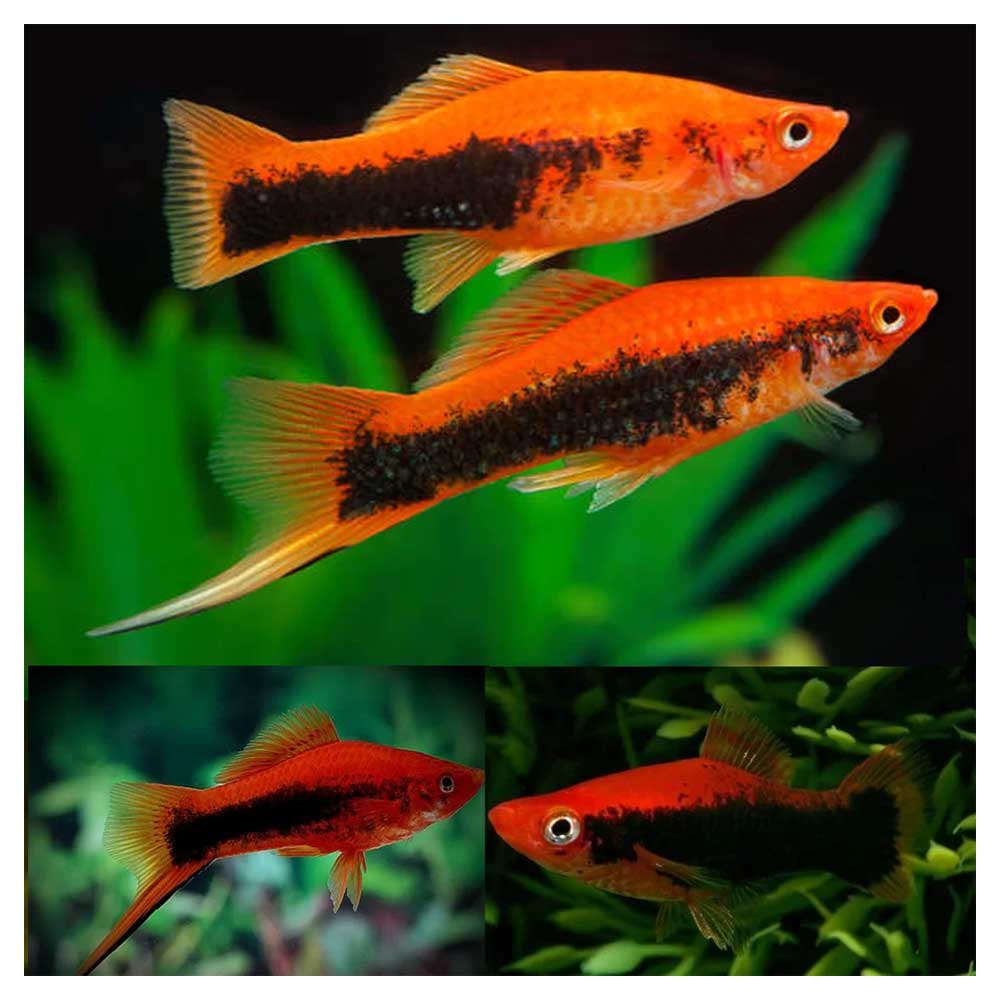 Xiphophorus helleri var. - Ksifo tuxedo