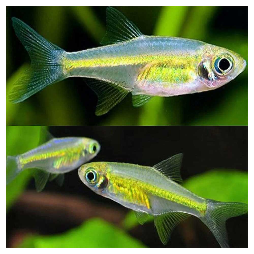 Microdevario kubotai - Microrasbora kubotai