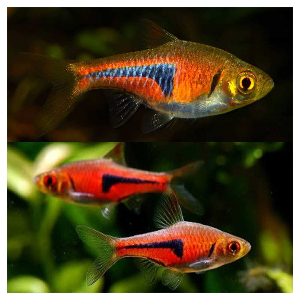 Trigonostigma espey - Espei rasbora