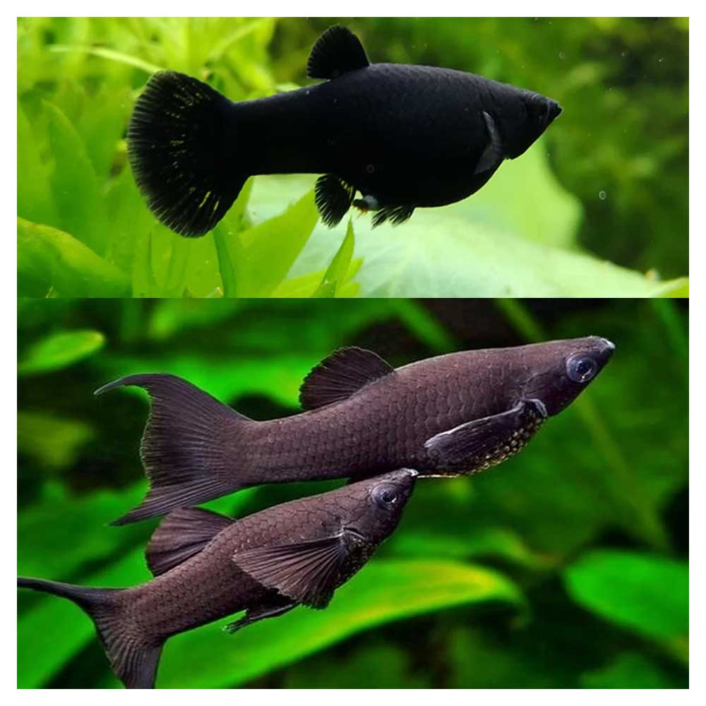 Poecilia sphenops var. - Black moli