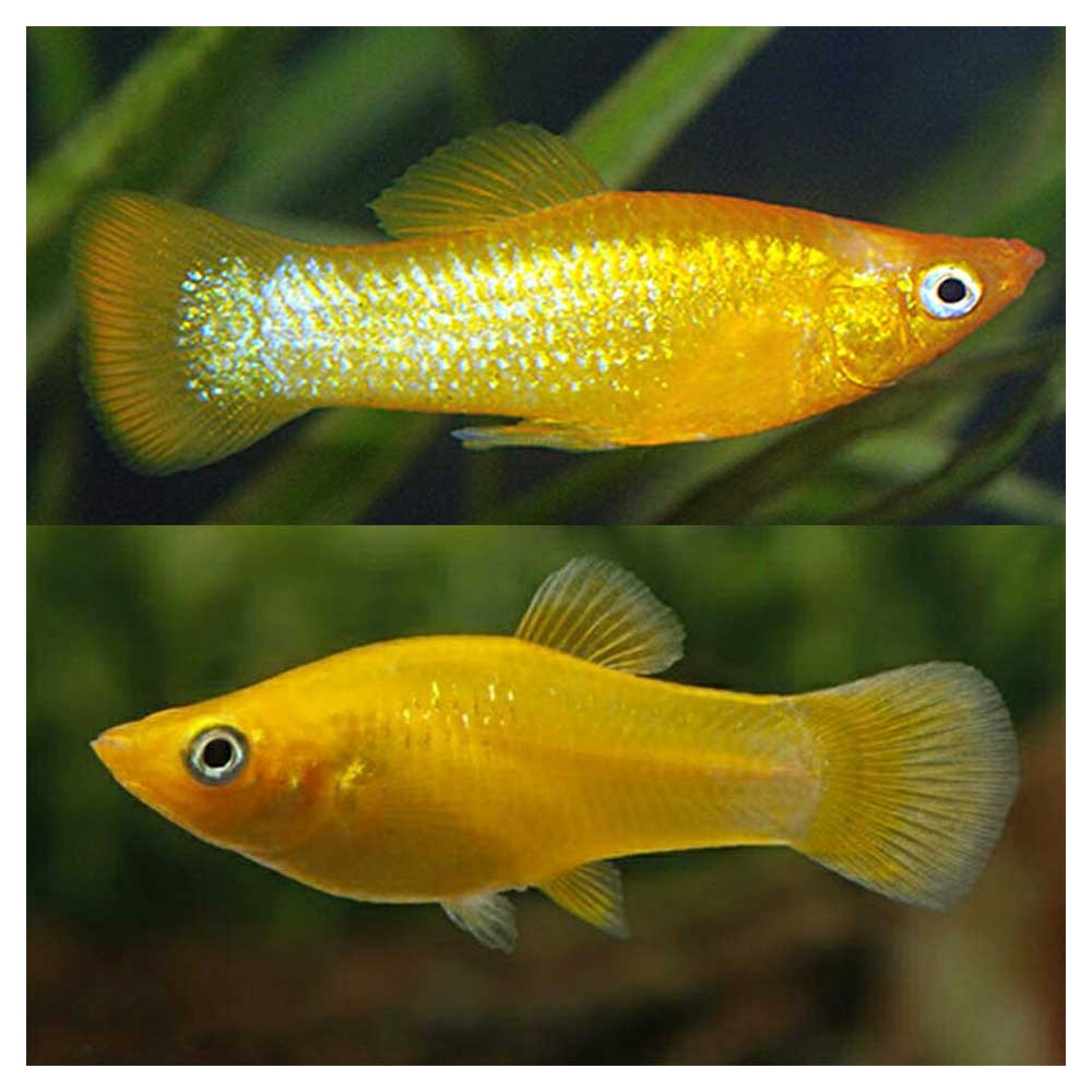 Poecilia sphenops var. - Yellow moli