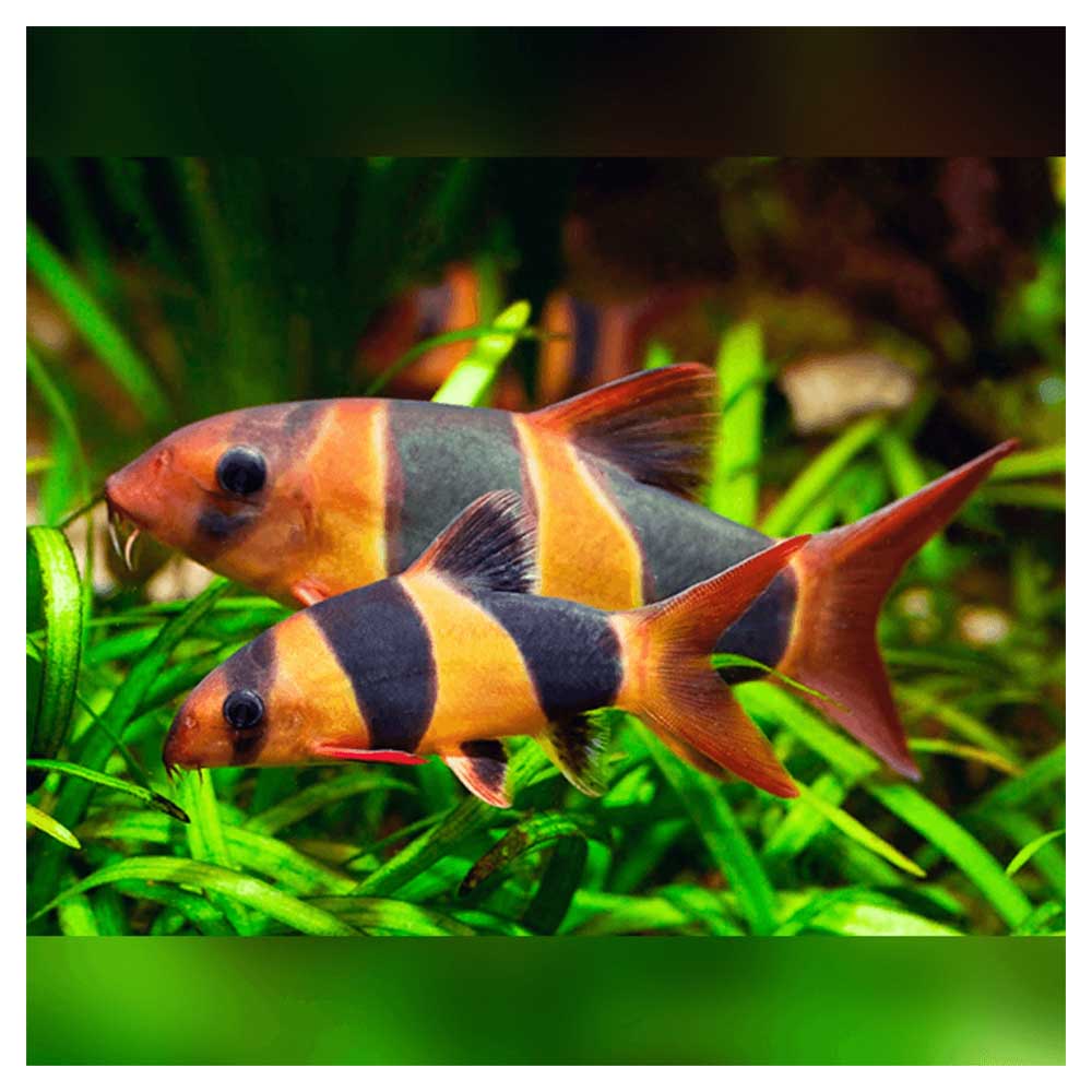 Chromobotia macracanthus - Botia makrakanta
