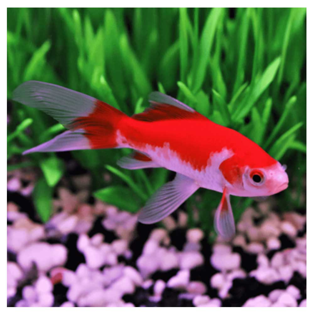 Carassius auratus - Japanka kometa