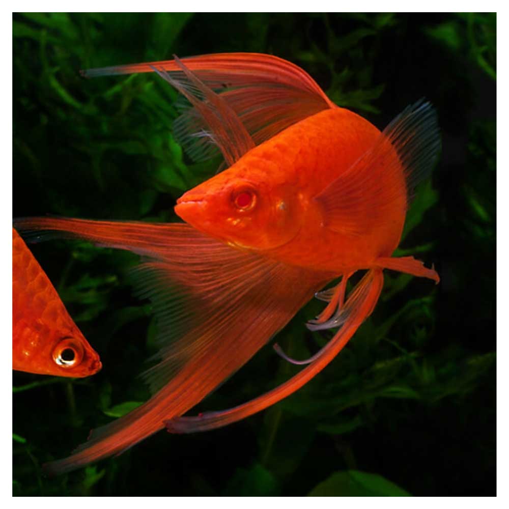 Xiphophorus helleri var. - Ksifo vegtail