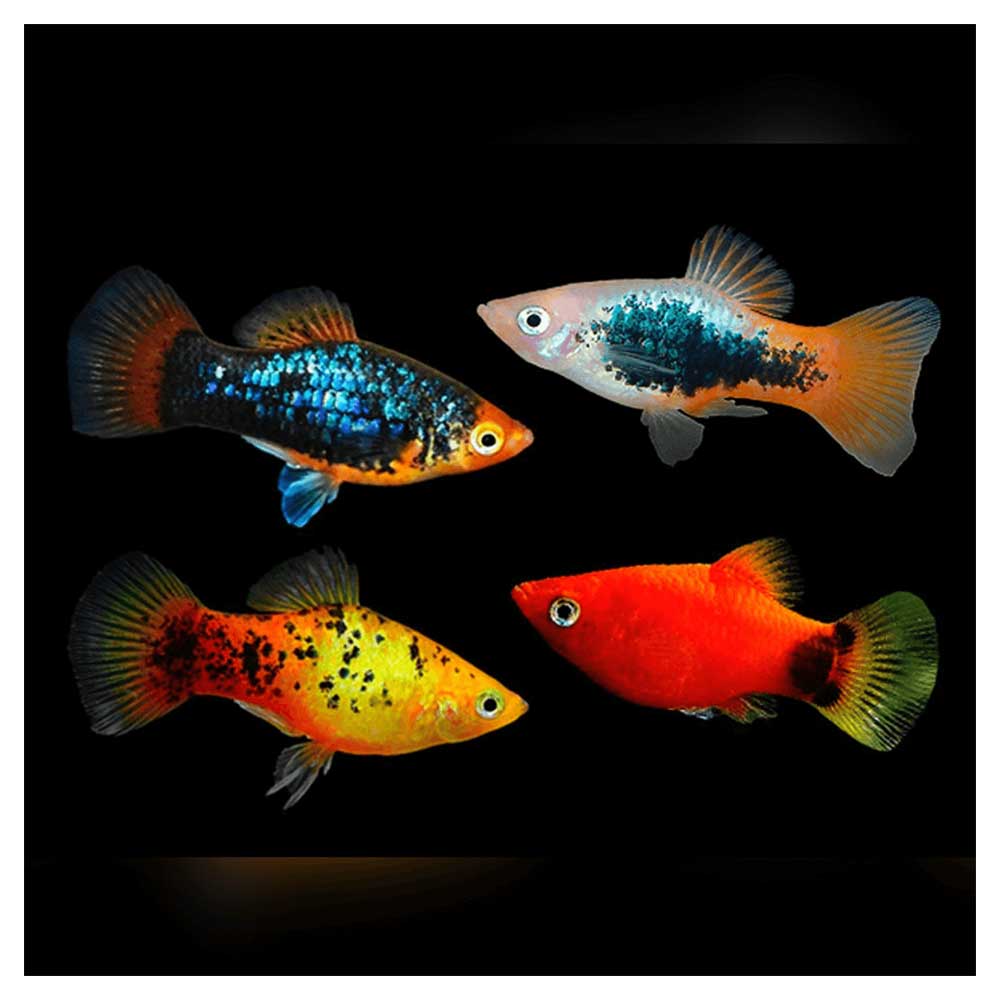 Xiphophorus maculatus var. - Plati mix