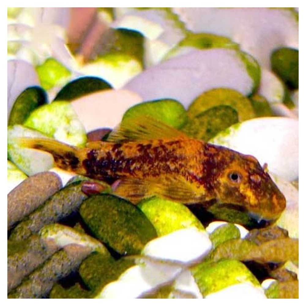 Ancistrus sp. - Ancistrus LDA 16