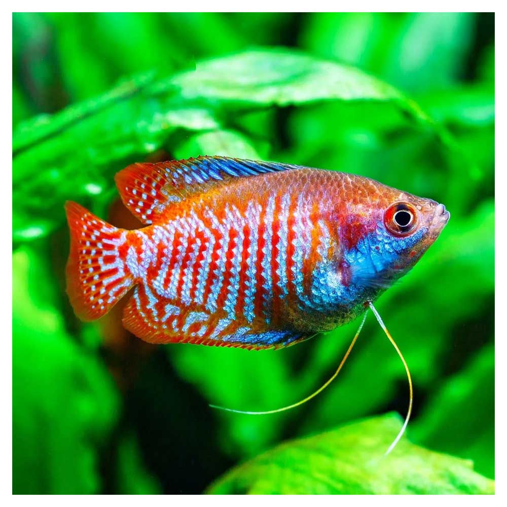 Colisa lalia var. dwarf tiger - Patuljasta kolisa tiger