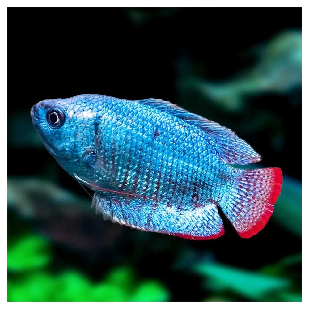 Colisa lalia var. cobalt - Kolisa plava