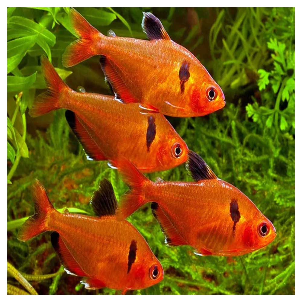 Hyphessobrycon sweglesi - Red phantom tetra