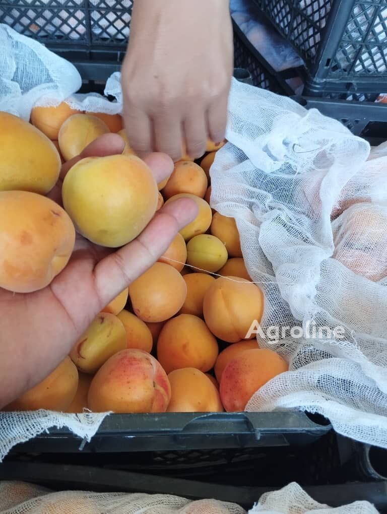 Izvoz svezhyh kaјsiјa
