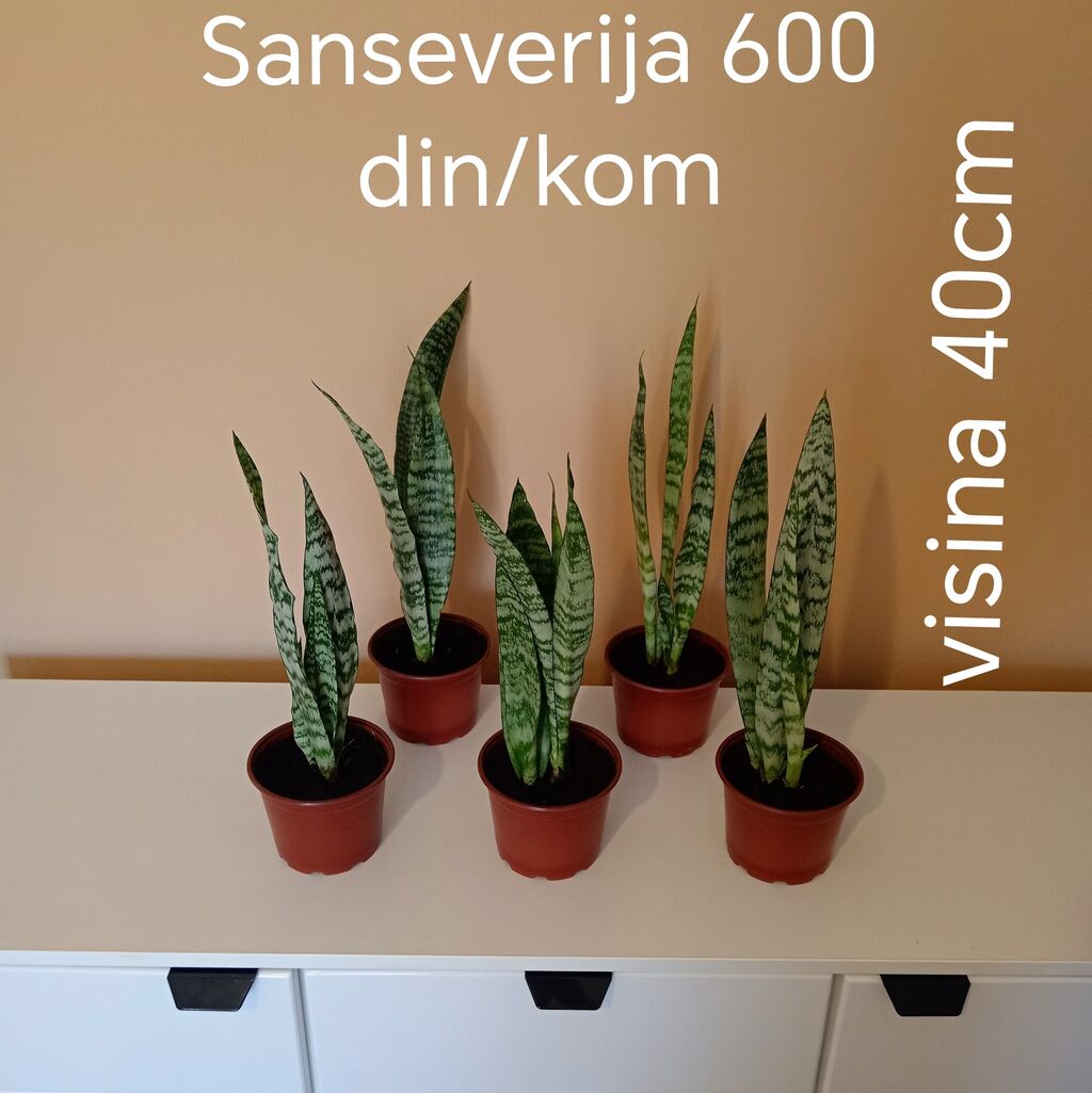 Na prodaju sanseverija različitih visina. Paket šaljem brzom poštom