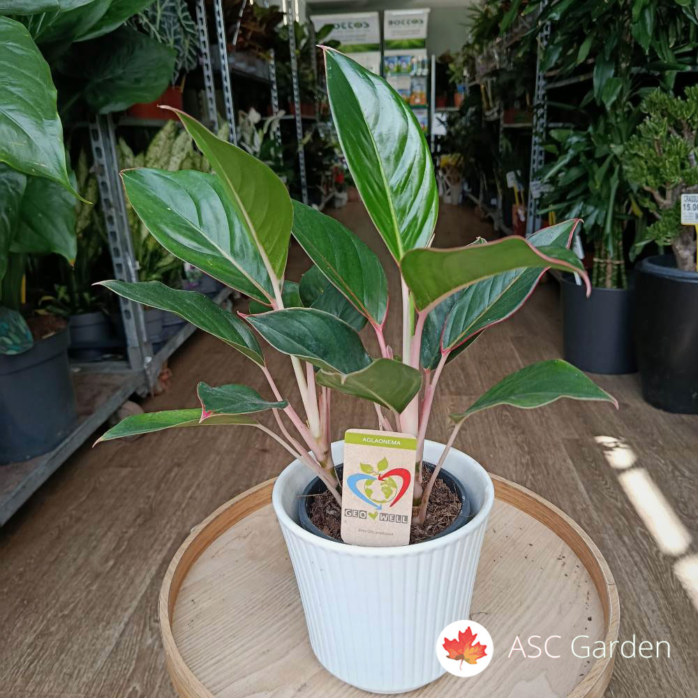 Aglaonema Misterio 30 cm