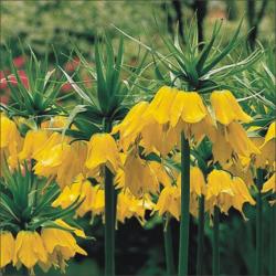 Fritillaria Imperialis Lutea (Carska kruna) – 1 lukovica