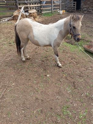 Prodajem poni setland kobilu