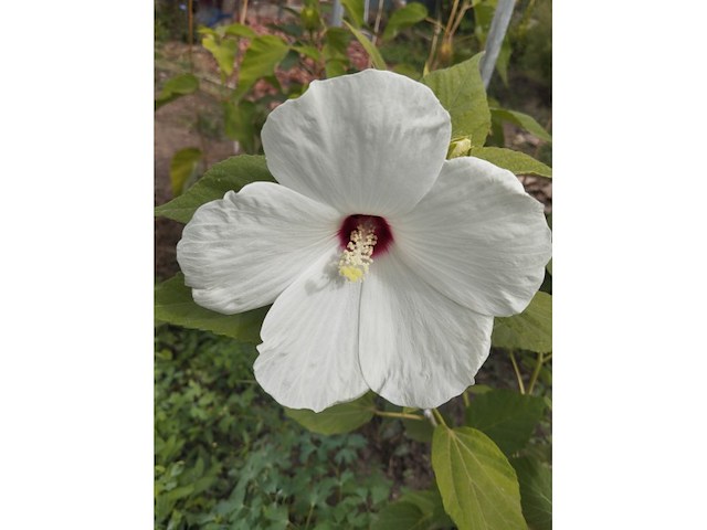 Hibiskus močvarni (Džinovski) boje sa slike 40 semena