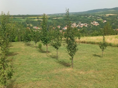 Poljoprivredno zemljište, voćnjak 15 ari - selo Jazak