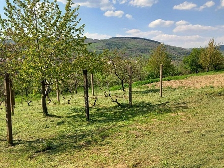 Na prodaju poljoprivredno zemljište, selo Jazak