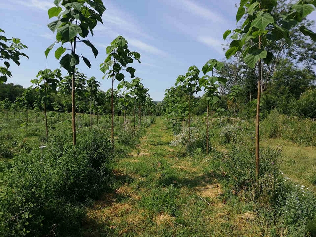 Zemlja na prodaju u Malom Požarevcu