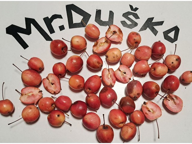 Malus Baccata (Sibirska ukrasna jabuka) 50 semena