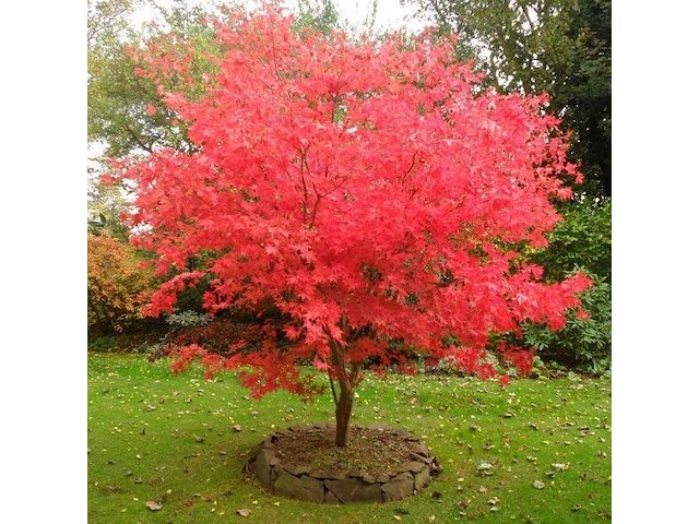 Japanski Javor (Acer palmatum) 20 semena