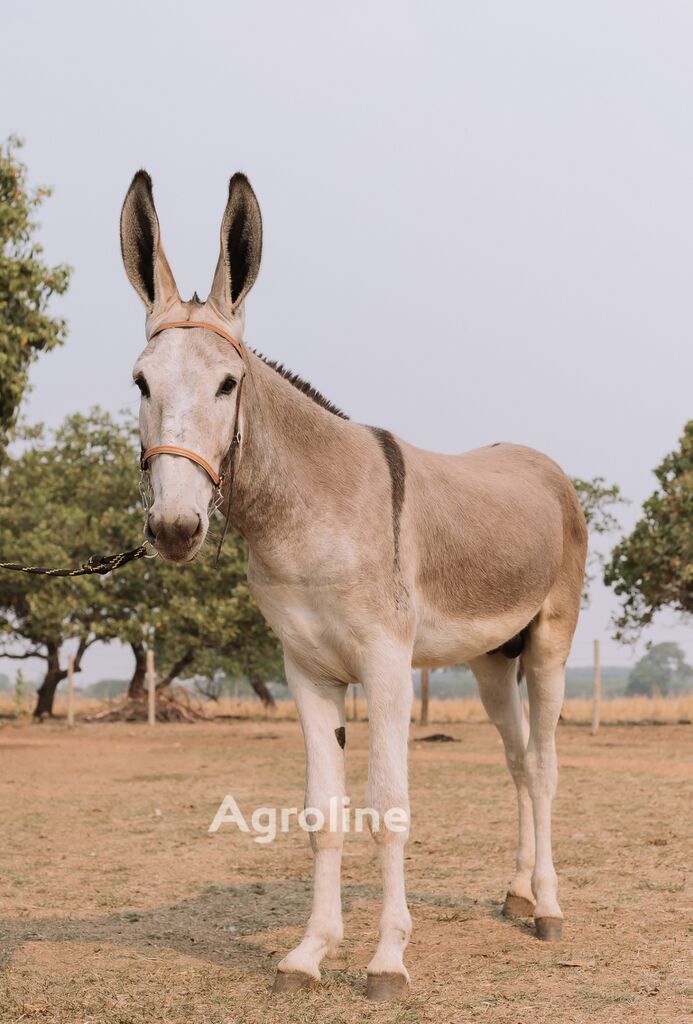 Magarats koјi tachno odrazhava standarde rase Pega