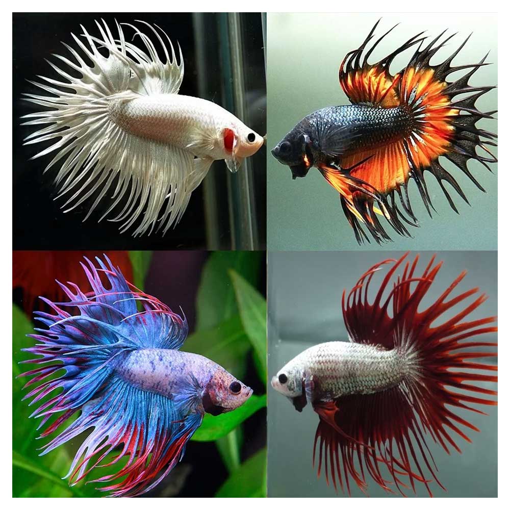 Betta splendens - Borac crowntail