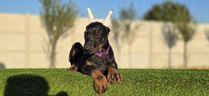 DOBERMAN ZENKA