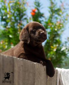 LABRADOR RETRIVER ŠTENCI
