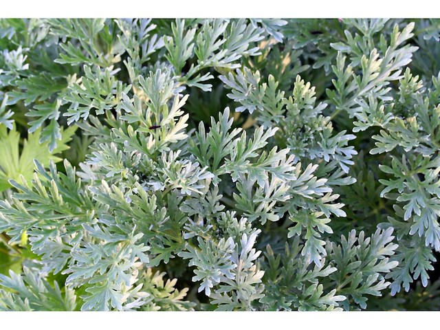 GORKI PELIN - Artemisia absinthium