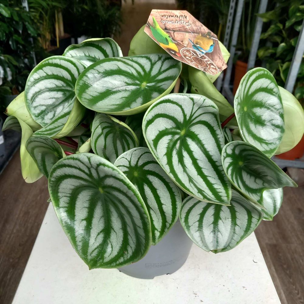 Peperomia argyreia watermelon 30 cm