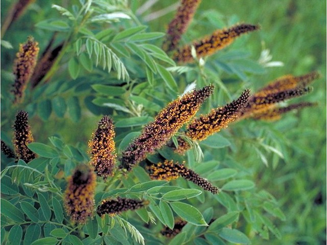 Bagremac, Amfora - Amorpha fruticosa L. SEME