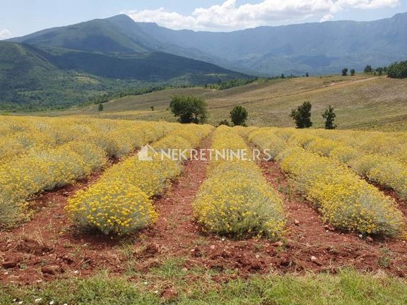 Prodajem zasade smilja u okviru plantaže na KO Tamjanica-Bela Palanka