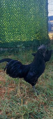Ayam Cemani