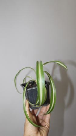 Chlorophytum Boniie