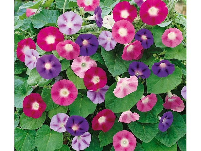 Ladolež Mix (Ipomoea purpurea) - 50 semena