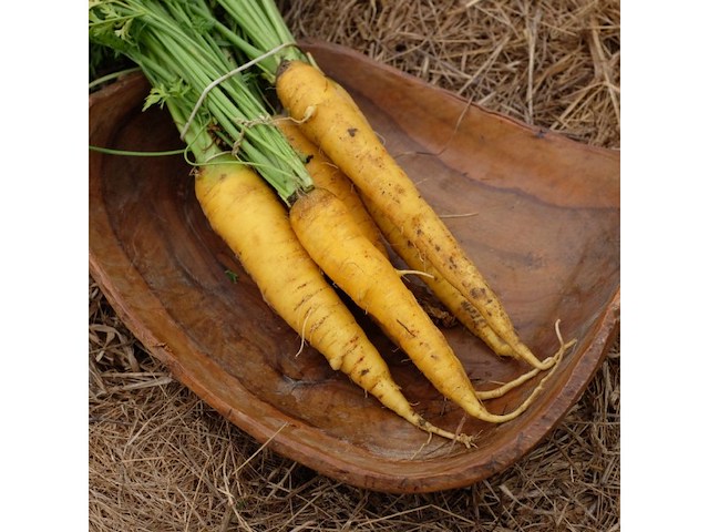 Šargarepa žuta `Jaune du Doubs` - 500 semena